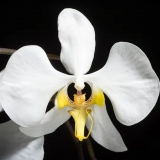 Alexis's profile - Greek-Chat.gr